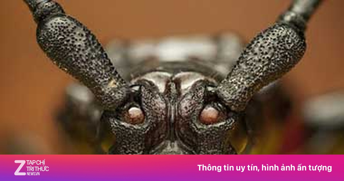 Bọ quỷ khủng bố nước Mỹ Thế giới ZNEWS VN