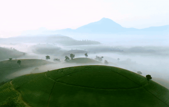 Cảnh huyền ảo trên đồi chè 'bát úp' ở Phú Thọ - Địa điểm du lịch - ZNEWS.VN