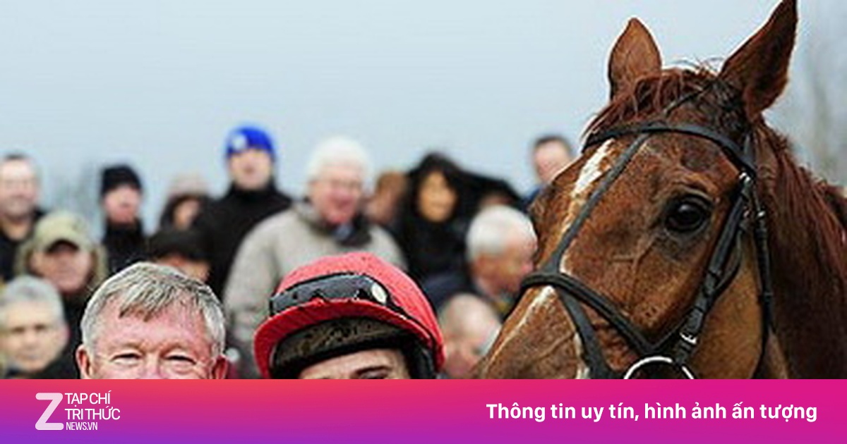 Sir Alex vui sinh nhật nhờ chú ngựa đua Harry The Viking - Thể thao ...