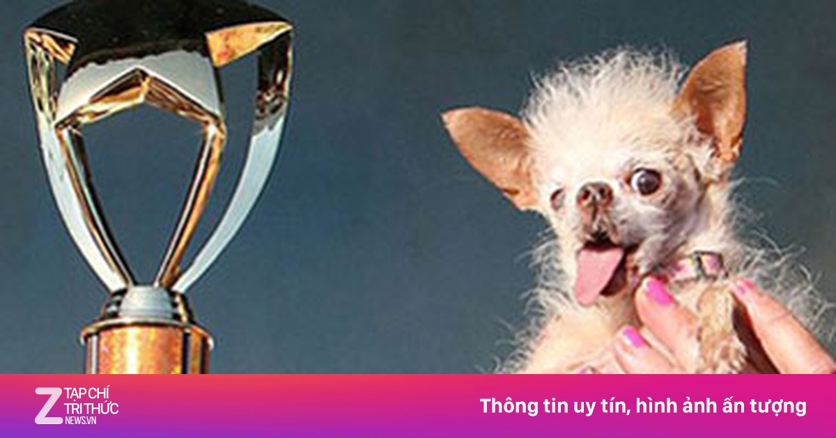 Chó xấu nhất thế giới qua đời tuổi 15 - Chuyện lạ - ZNEWS.VN