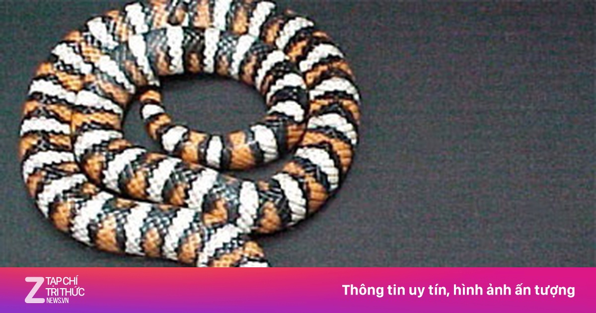 Loài 'rắn vua' 3 màu tuyệt đẹp trên núi cao - Chuyện lạ - ZNEWS.VN
