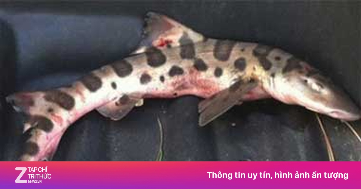 Cá mập còn sống 'từ trên trời rơi xuống' sân golf - Chuyện lạ - ZNEWS.VN