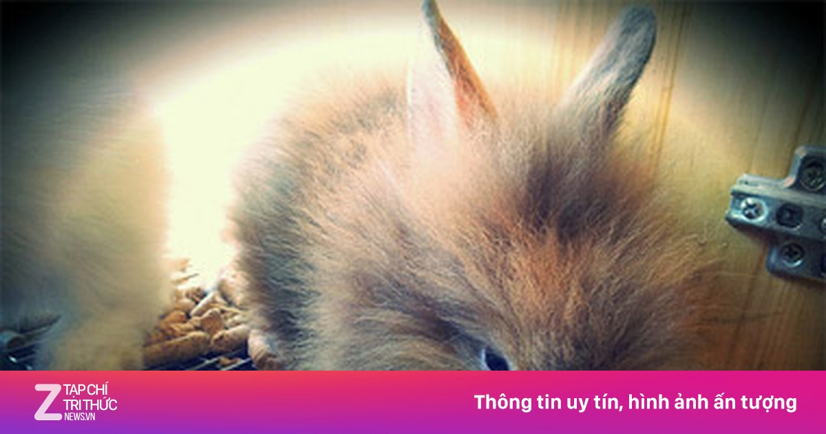 Giới trẻ với thú nuôi 'tiểu sư tử' - Đời sống - ZNEWS.VN