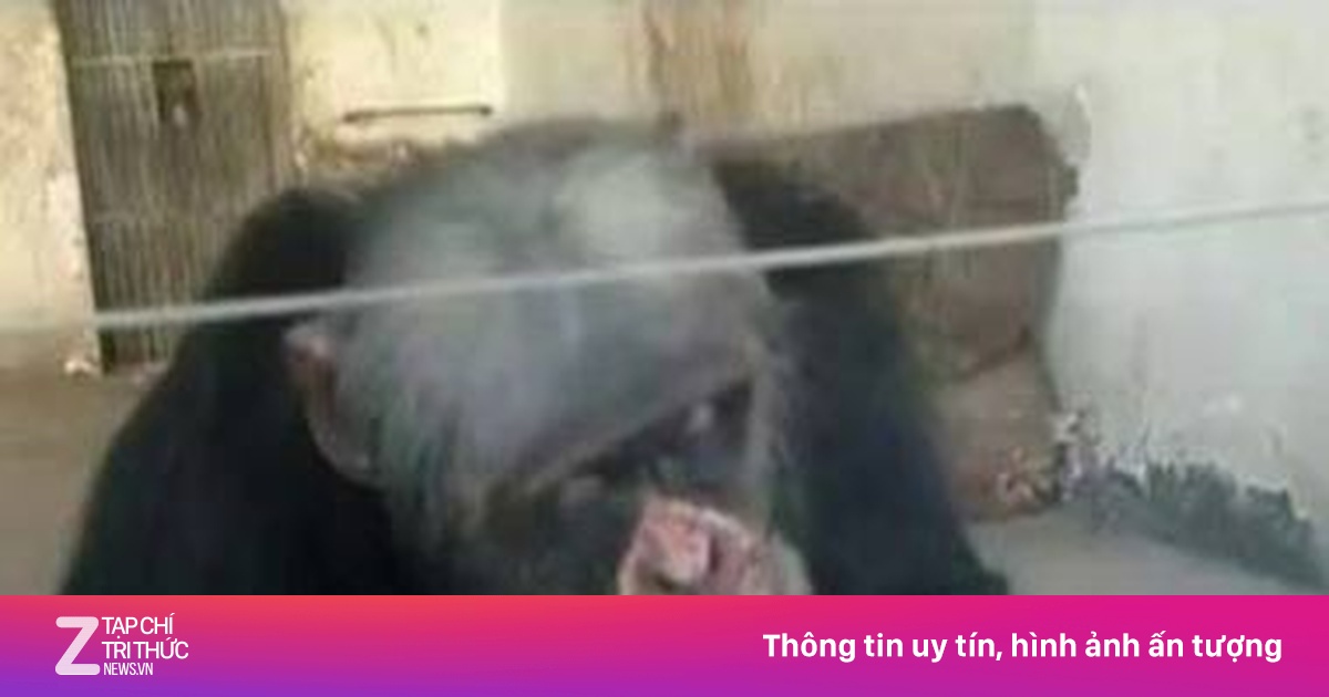 Tinh tinh nghiện thuốc lá 2 tay 2 điếu - Chuyện lạ - ZNEWS.VN