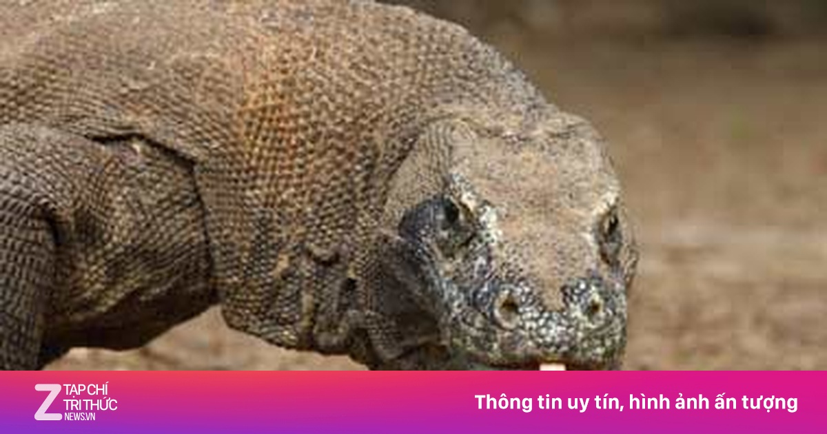 Rồng Komodo - sinh vật ‘còn sót lại’ từ thời tiền sử - Khoa học - ZNEWS.VN