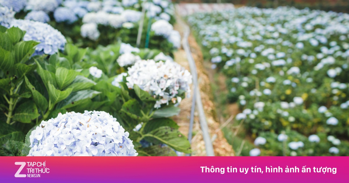 Video Cánh đồng hoa cẩm tú cầu tuyệt đẹp ở Đà Lạt - Du lịch - ZNEWS.VN