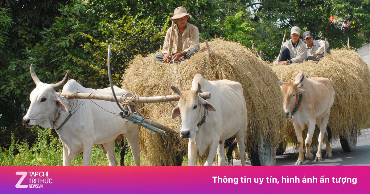 Thương lái tranh mua, người miền Tây bán rơm nhanh hơn lúa - Kinh doanh ...