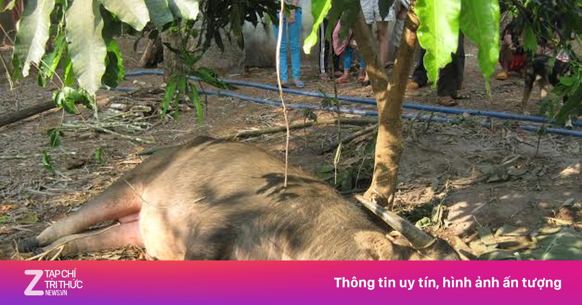 Trâu điên húc nhiều xe máy giữa phố, 10 người nhập viện - Xã hội - ZNEWS.VN