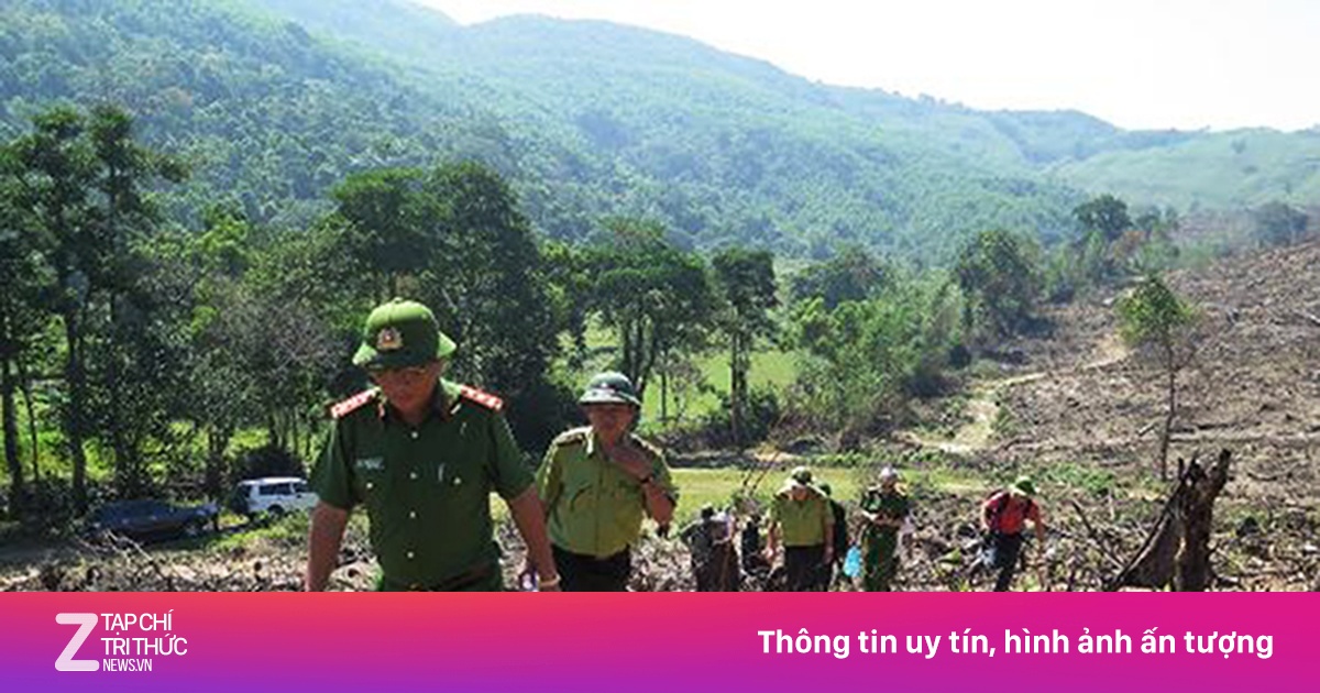 Thủ tướng yêu cầu điều tra vụ phá rừng quy mô lớn ở Bình Định | Znews.vn