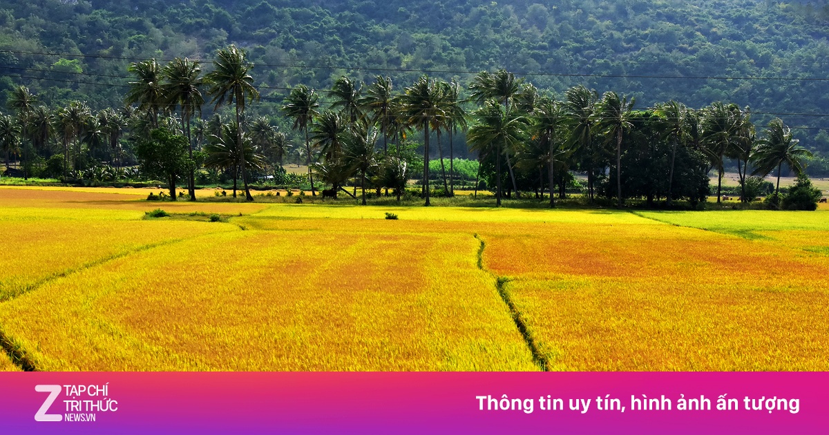 Dọc miền Trung ngắm 'biển lúa vàng' - Du lịch - ZNEWS.VN