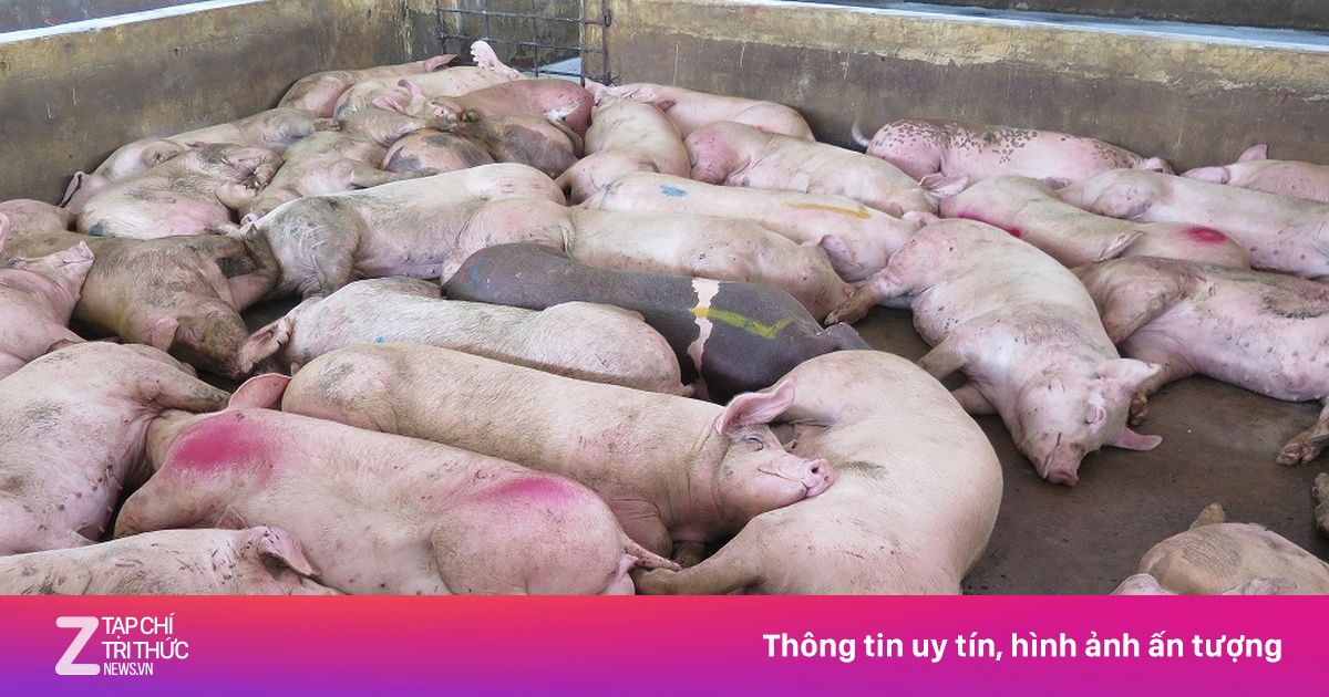 100 con heo bị lở mồm long móng trong lò mổ ở Sài Gòn - Xã hội - ZNEWS.VN