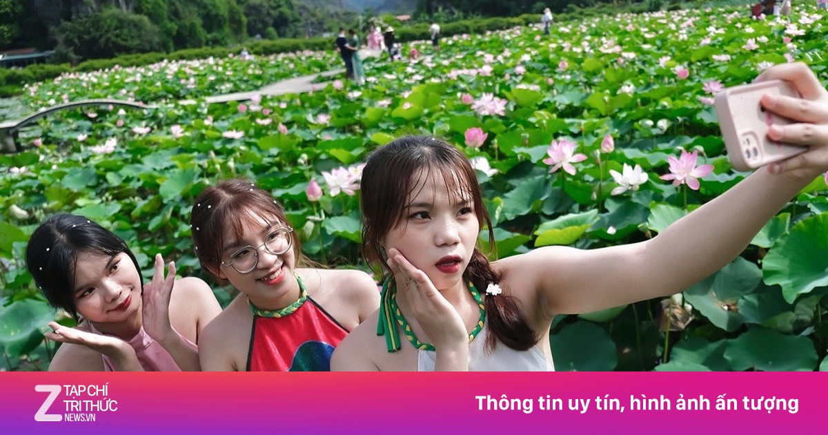 Trăm người đổ về đầm sen nở rộ ở Ninh Bình, chủ đón khách mệt nghỉ ...