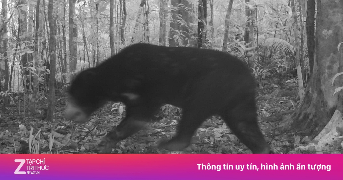 Phát hiện gấu đen châu Á và cua bay quý hiếm ở Quãng Ngãi - Du lịch ...