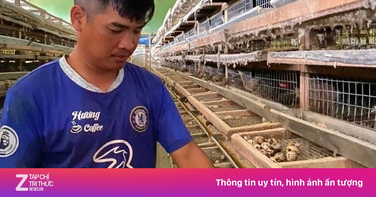 Nuôi hàng nghìn con chim cút, chàng trai thu gần nửa tỷ mỗi năm | Znews.vn