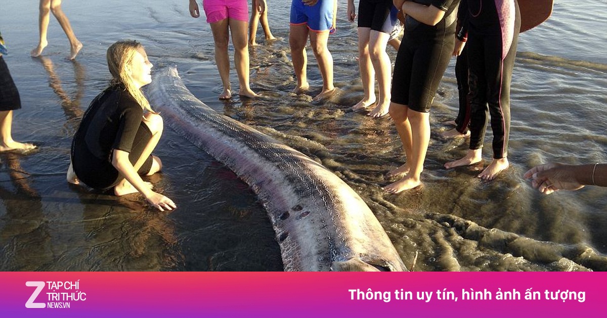 Cá mái chèo khổng lồ dạt vào bờ là dấu hiệu động đất? - Thiên nhiên ...