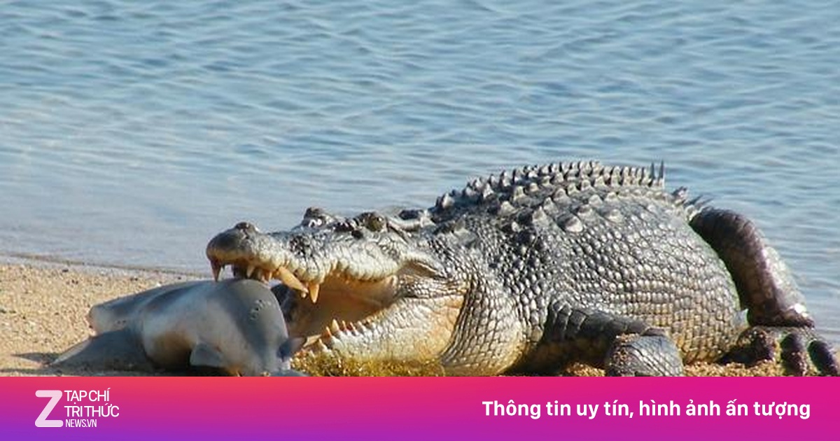 Cá mập vùng vẫy trong hàm 'sát thủ đầm lầy' - Khám phá - ZNEWS.VN