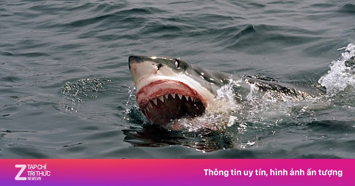 Sát thủ đại dương giết người ở Australia - Thế giới - ZNEWS.VN