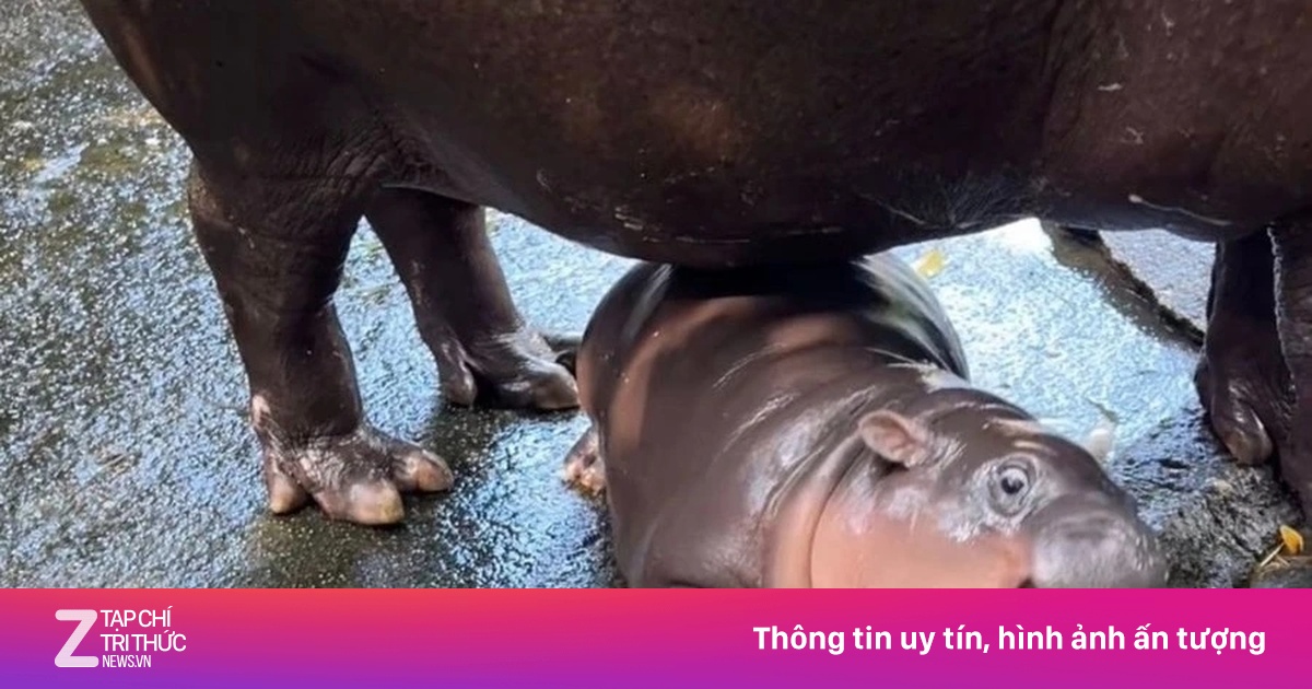 Bùa hộ mệnh hình hà mã Moo Deng nhận chỉ trích tại Thái Lan - Địa điểm du lịch - ZNEWS.VN