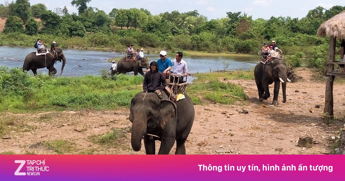 Được tài trợ hơn 2,2 triệu USD, vì sao voi nhà vẫn phải 'cõng' khách ...