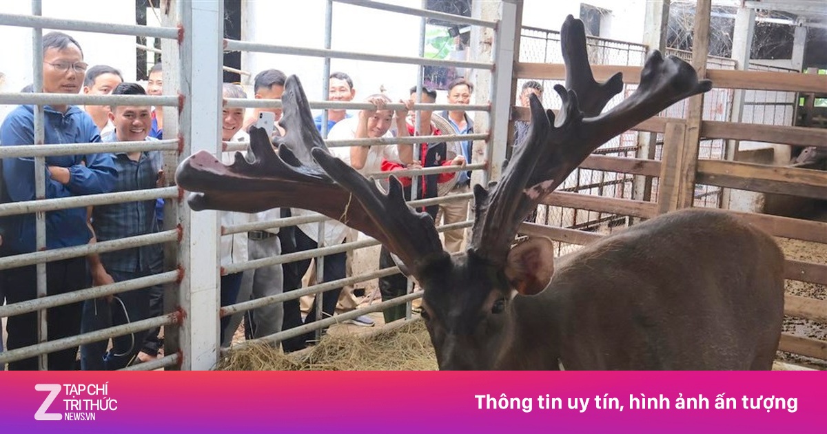 Gây mê để thu hoạch cặp nhung nai 'khủng' hiếm có hơn 13 kg | Znews.vn