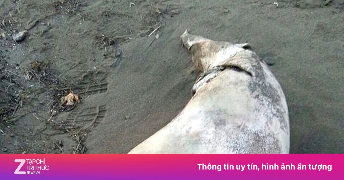 Xác cá heo hai đầu lộ diện ở châu Âu - Chuyện lạ - ZNEWS.VN