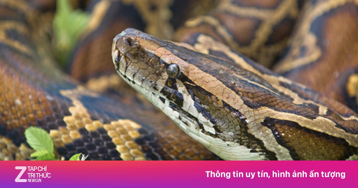 Trăn sinh con mà không cần giao phối - Chuyện lạ - ZNEWS.VN