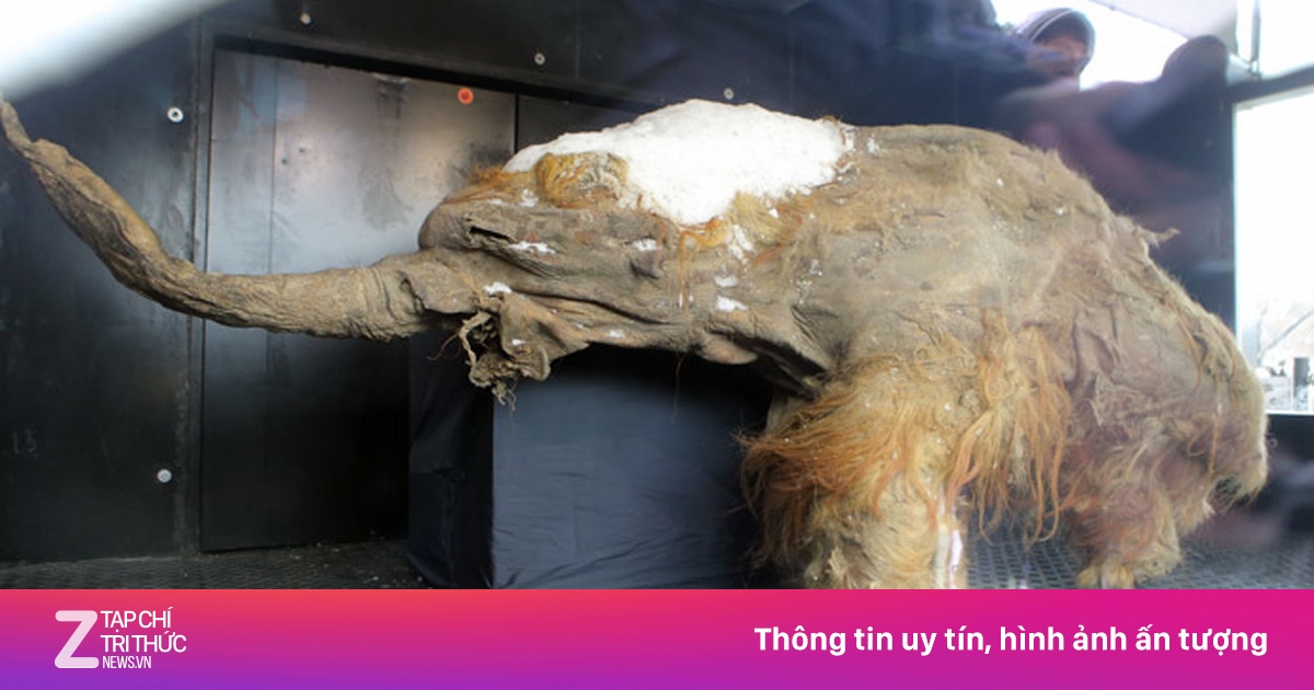 Nga cho dân xem xác voi ma mút nguyên vẹn nhất thế giới - Khoa học ...
