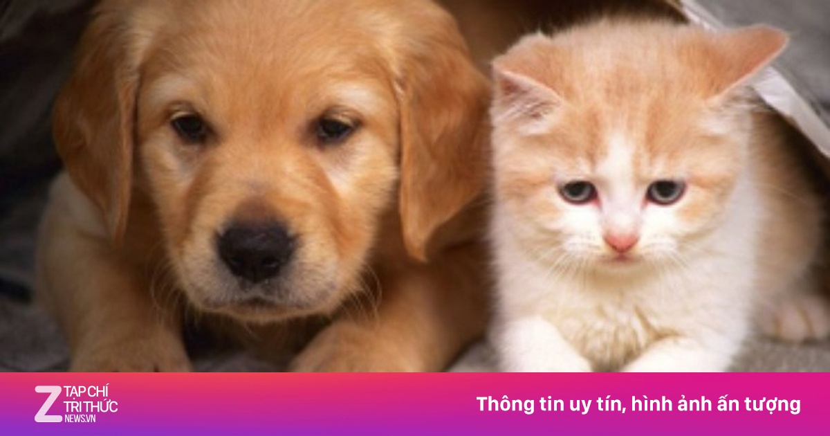 Khi chó và mèo xin thức ăn - Cười - ZNEWS.VN