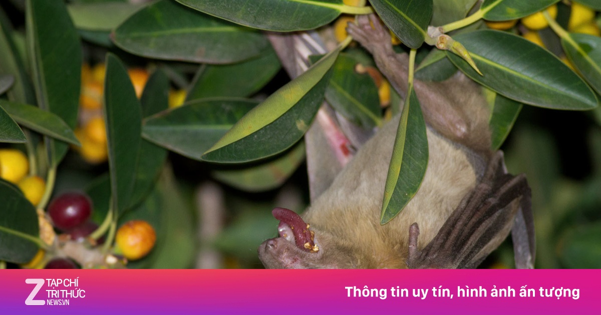6 loài dơi có thể gây họa cho người - Thiên nhiên - ZNEWS.VN