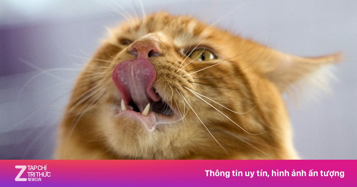 Bữa ăn vụng trị giá hơn 20 triệu đồng của con mèo - Chuyện lạ - ZNEWS.VN