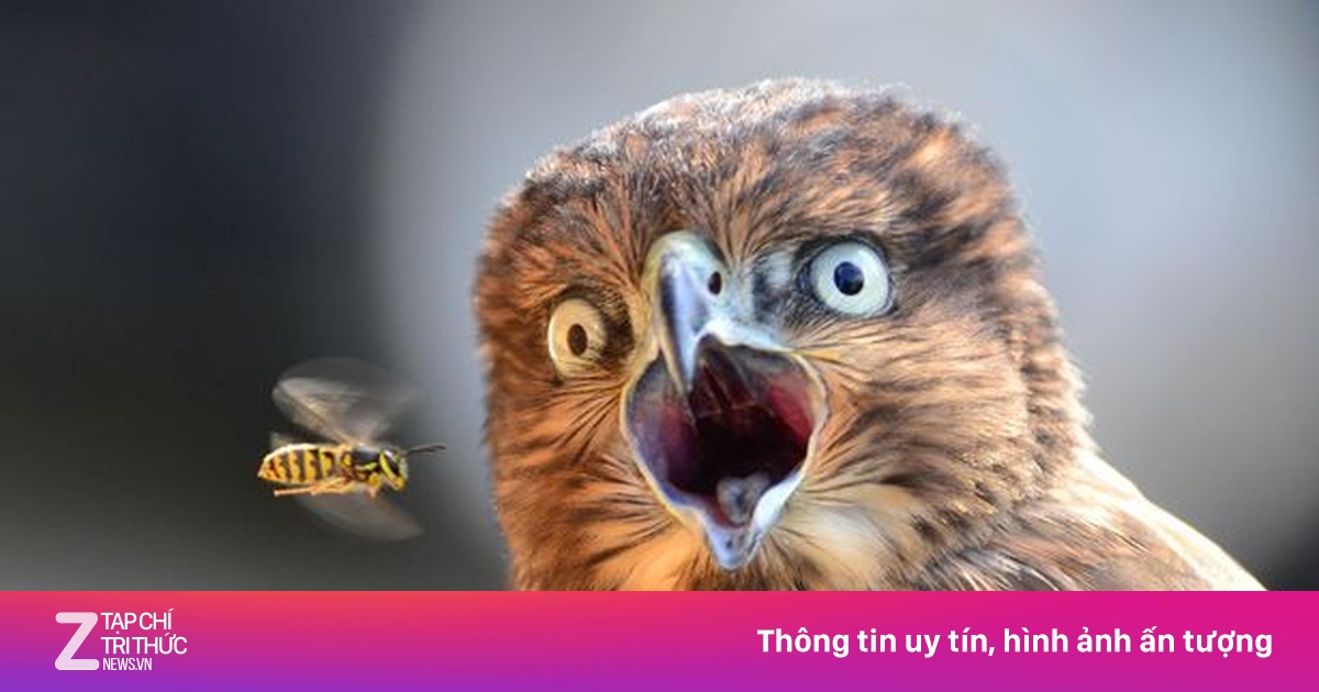 Chim ưng kinh hãi khi ong bay tới gần - Chuyện lạ - ZNEWS.VN
