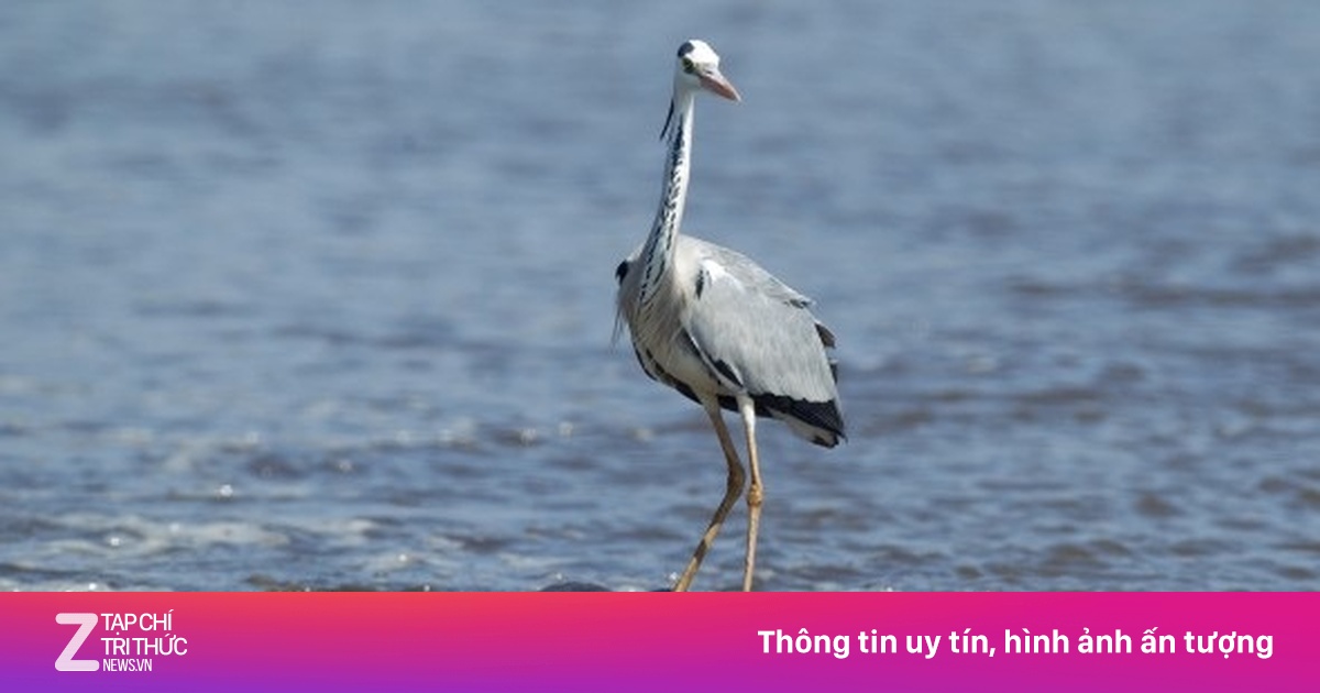 Chim diệc cưỡi hà mã để chu du trên mặt nước - Thiên nhiên - ZNEWS.VN