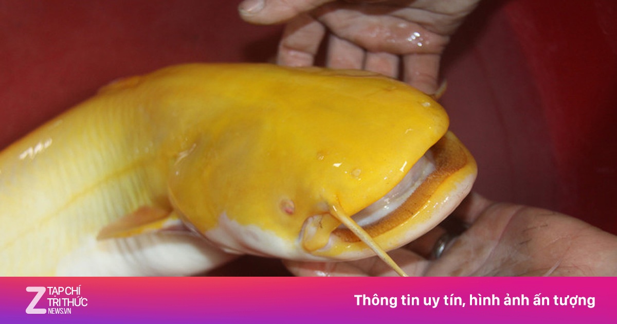 Cá da trơn màu vàng cực hiếm xuất hiện ở Trung Quốc - Ảnh & Video ...