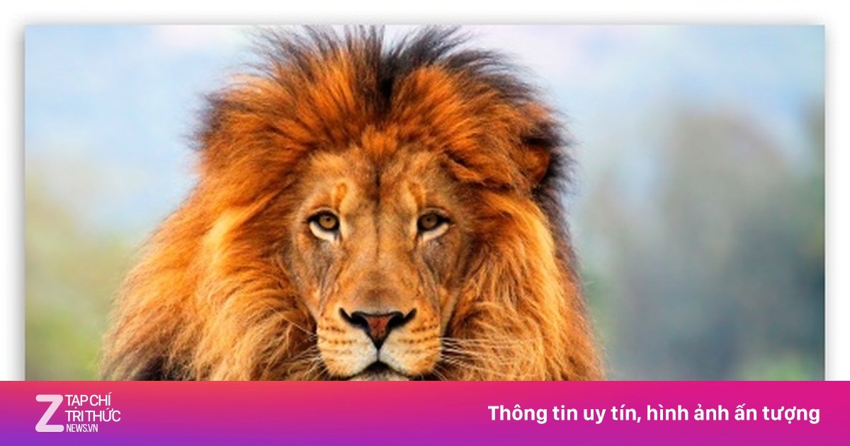 Sư tử ăn thịt người - Cười - ZNEWS.VN