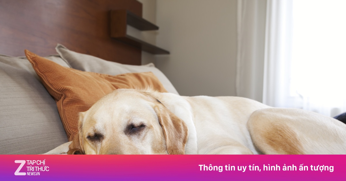 Tin chó hơn người - Cười - ZNEWS.VN