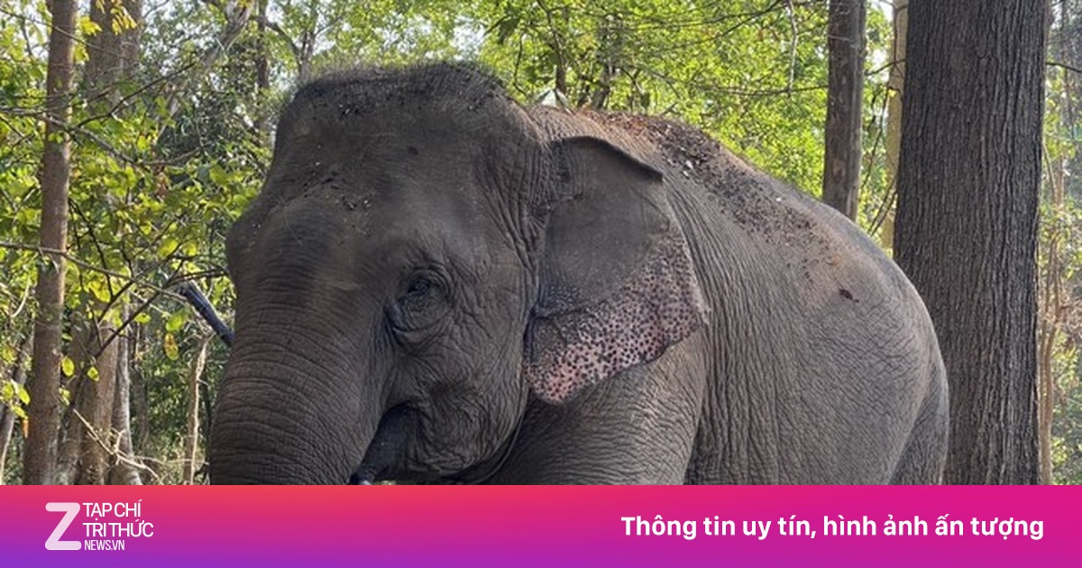 Thêm 2 voi nhà được cởi trói, tiến tới chấm dứt du lịch cưỡi voi - Xã ...