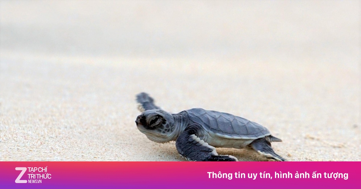 Đến Côn Đảo xem rùa đẻ trứng - Địa điểm du lịch - ZNEWS.VN