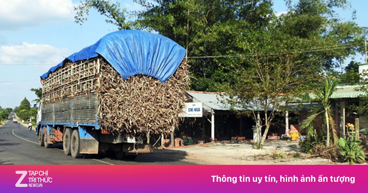 Bị ép giá, nông dân 'ghim' mía trên đồng - Kinh doanh - ZNEWS.VN