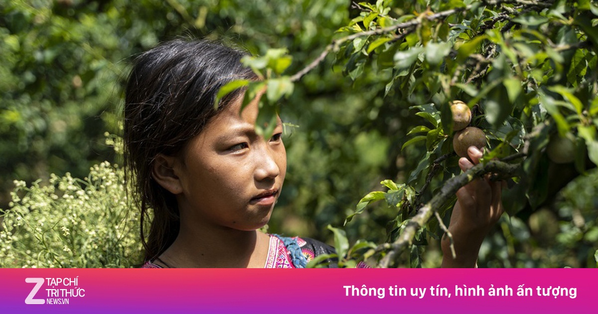 Đi qua mùa mận chín cùng những nhớ thương - Tác giả - ZNEWS.VN