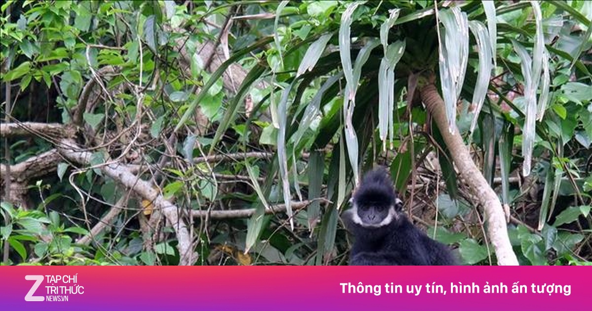 Bắt được con voọc đen Hà Tĩnh quấy rối khu dân cư và tấn công người ...