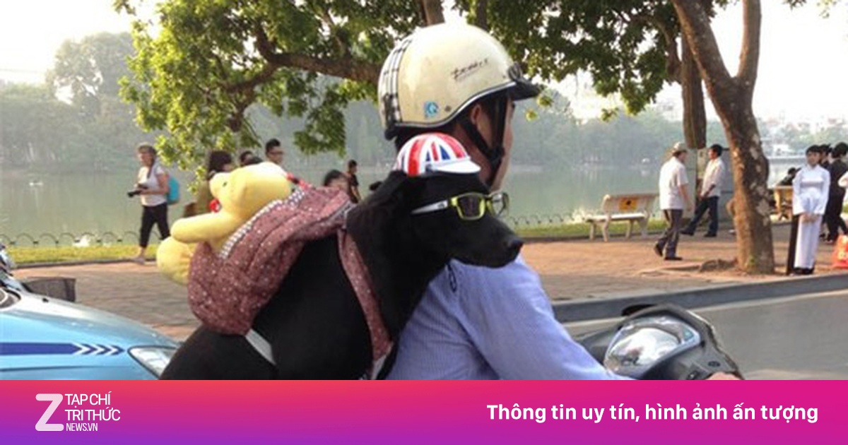 Chú chó cute đeo balô gấu bông gây sốt đường phố Hà Nội - Cộng đồng ...