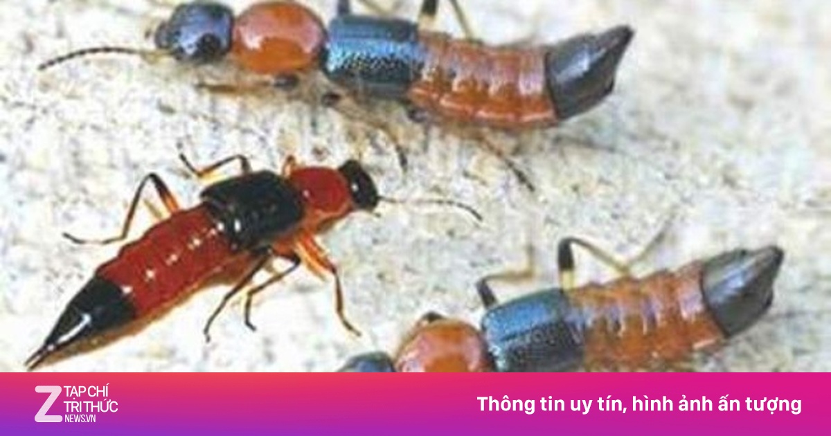 Độc tố trong kiến ba khoang - Bệnh thường gặp - ZNEWS.VN