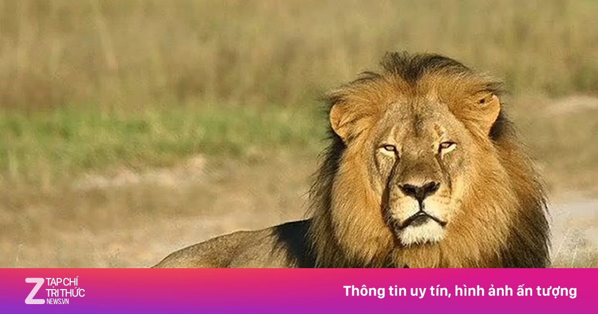 Mất mạng vì nhảy vào chuồng sư tử để selfie | Znews.vn