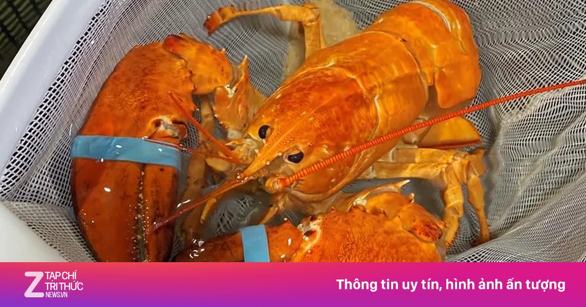 Lỗ hàng triệu USD vì đãi khách 'tôm hùm bất tận' - Đời sống - ZNEWS.VN