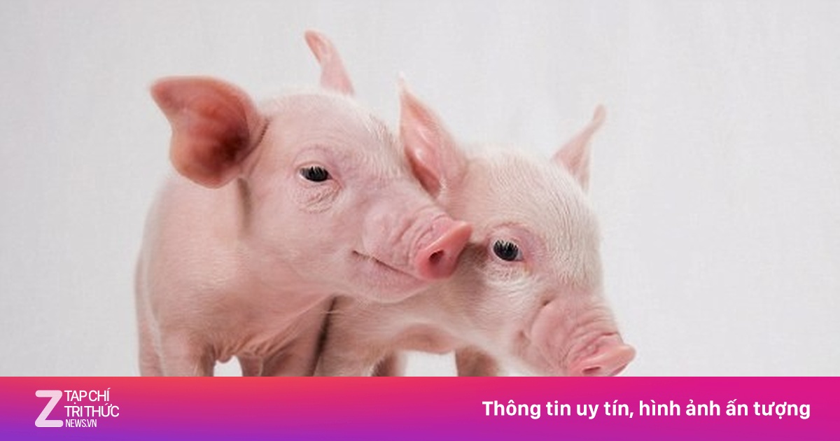 Hai con heo thú cưng bị giết mổ nhầm - Đời sống - ZNEWS.VN