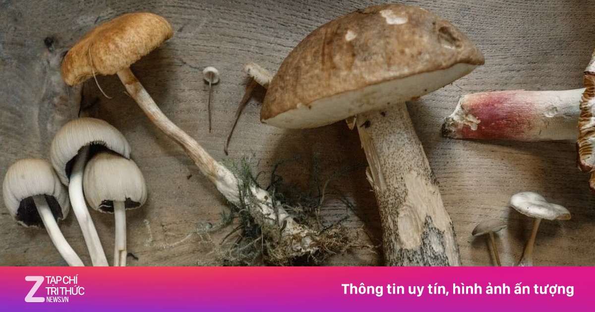 4 loại nấm cực độc thường gặp ở Việt Nam - Sức khỏe - ZNEWS.VN