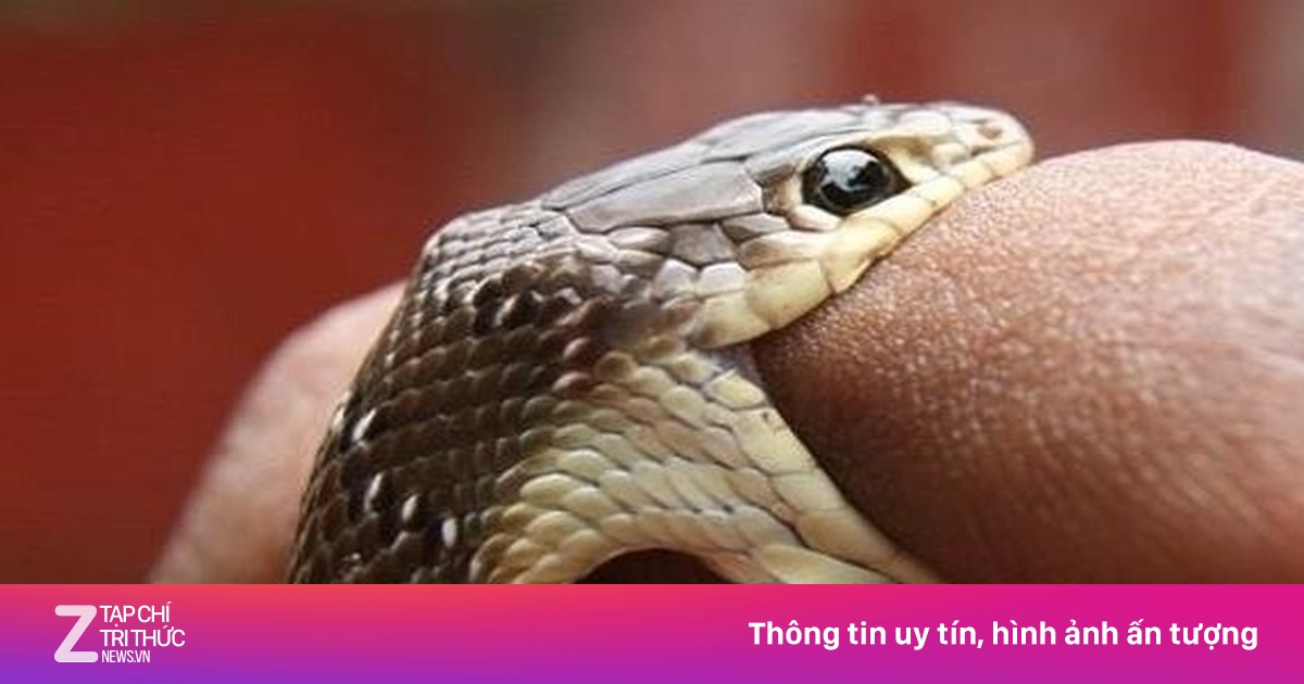 Người đàn ông mang đầu con rắn đến bệnh viện sau khi bị cắn - Sức khỏe ...