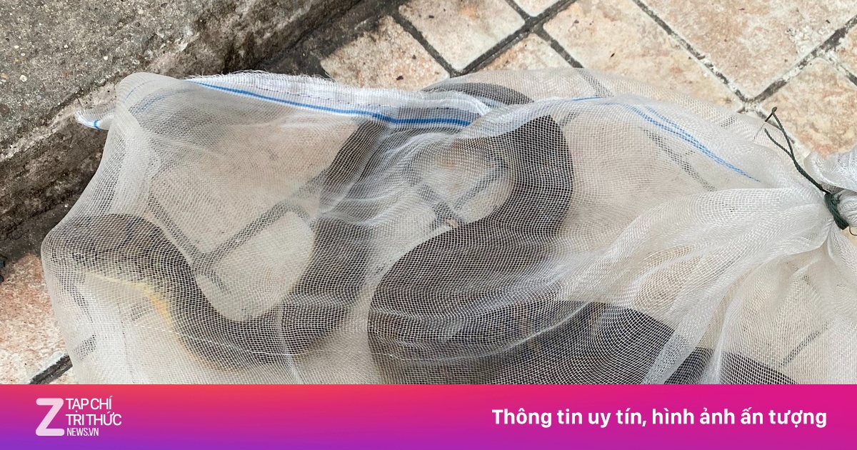 Người đàn ông mang rắn hổ chúa vào bệnh viện sau khi bị cắn - Bệnh ...