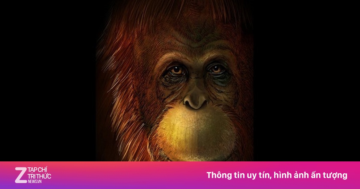 Điều gì đã xóa sổ loài vượn lớn nhất từng tồn tại trên Trái Đất? | Znews.vn
