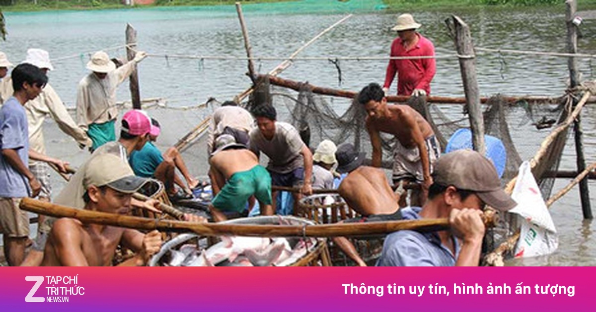 'Thương lái Trung Quốc xúi dân bỏ rau câu vào tôm' - Kinh doanh - ZNEWS.VN